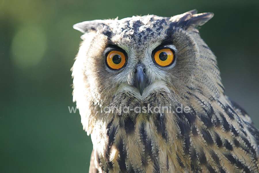 Eulen – Tanja Askani